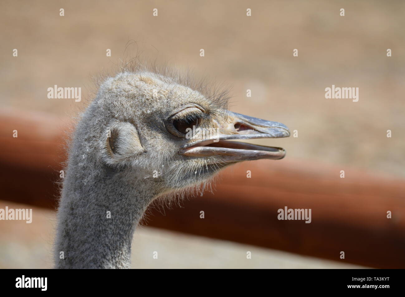 Ostrich head profile hi-res stock photography and images - Alamy