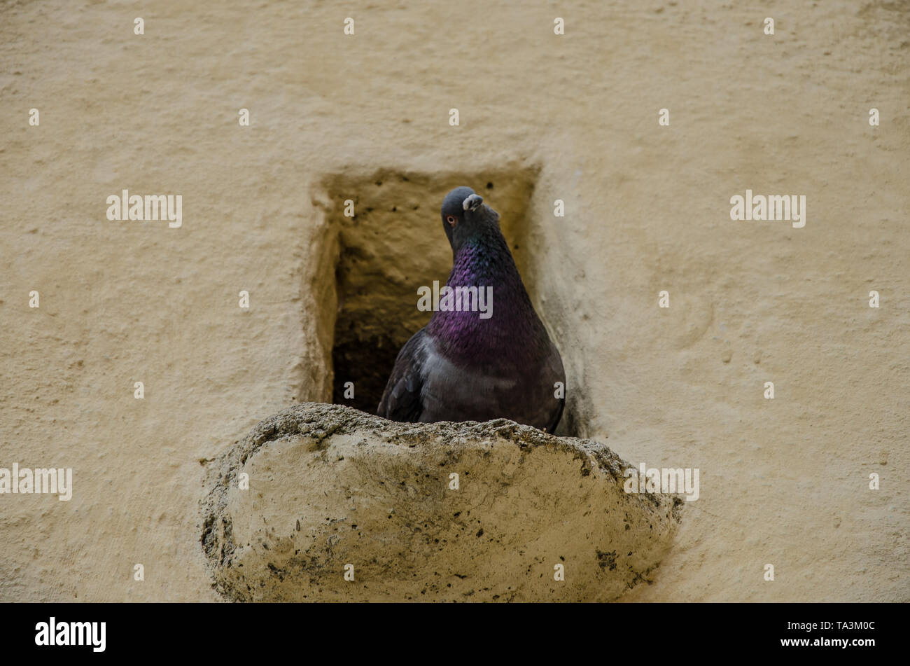 Bird build nest with sticks hi-res stock photography and images - Alamy