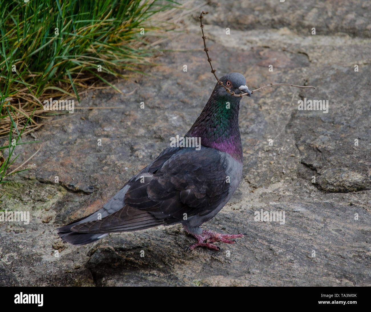 A pigeon carrying a twig in its bill for building a nest Stock Photo ...