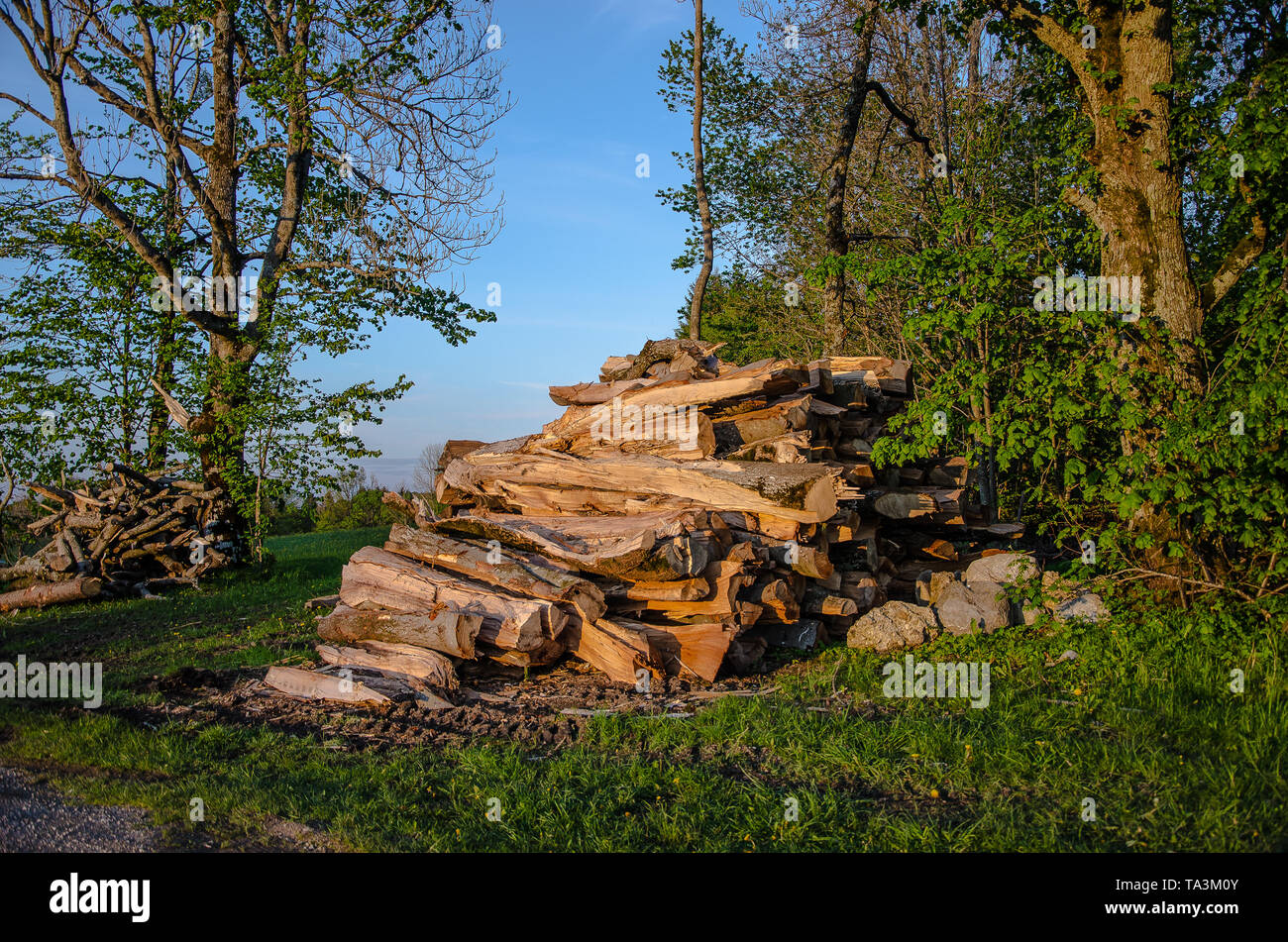 Forestry is the science and craft of creating, managing, using ...