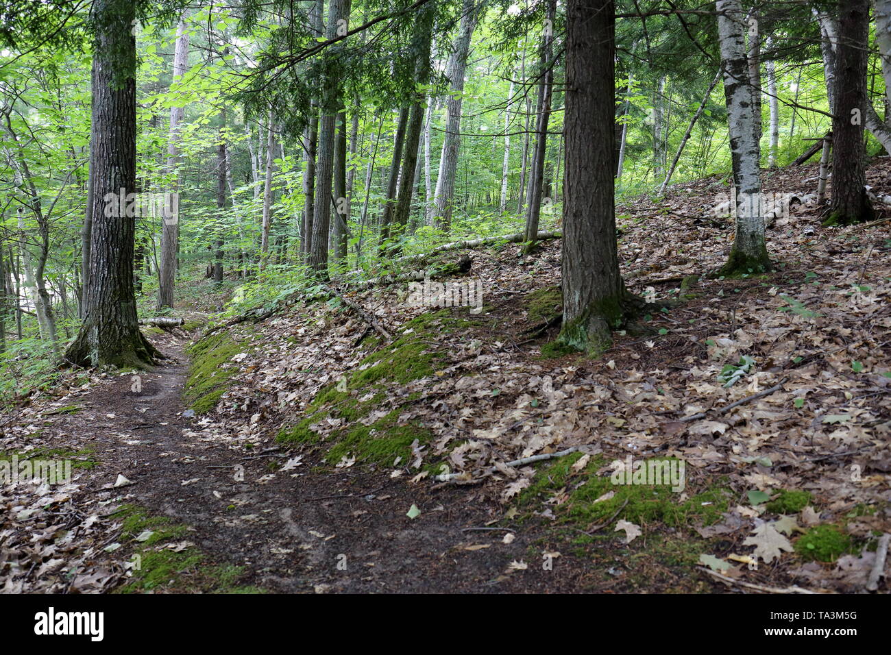 Forest of many types of trees on a slope during summer Stock Photo - Alamy