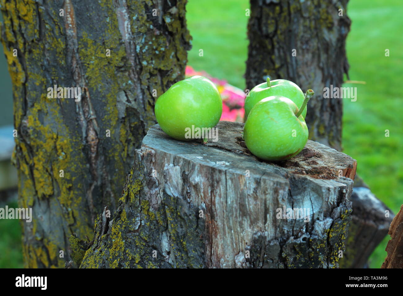 Three apples on sawed off surface of apple tree Stock Photo - Alamy