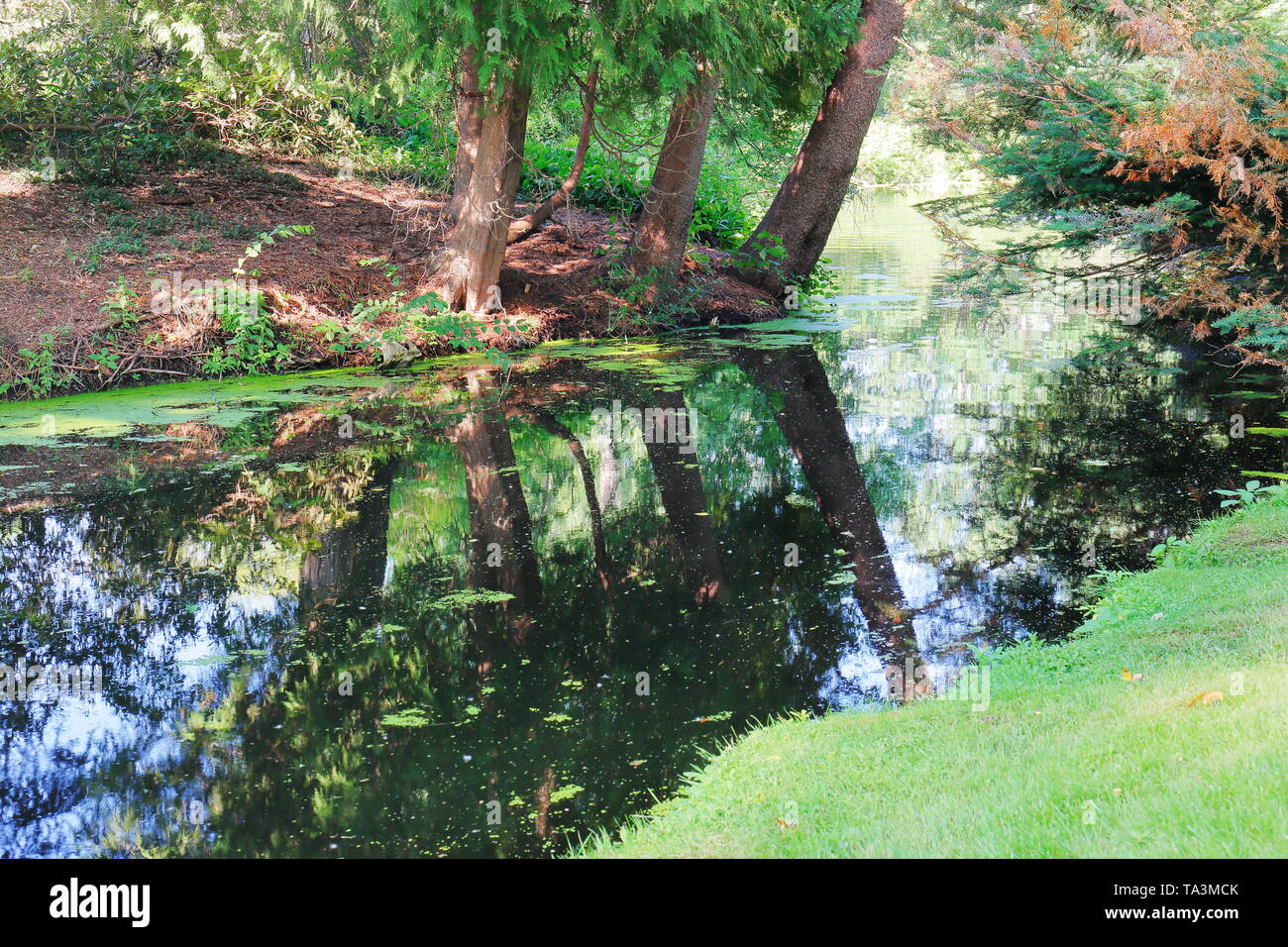Slow moving water plant hi-res stock photography and images - Alamy
