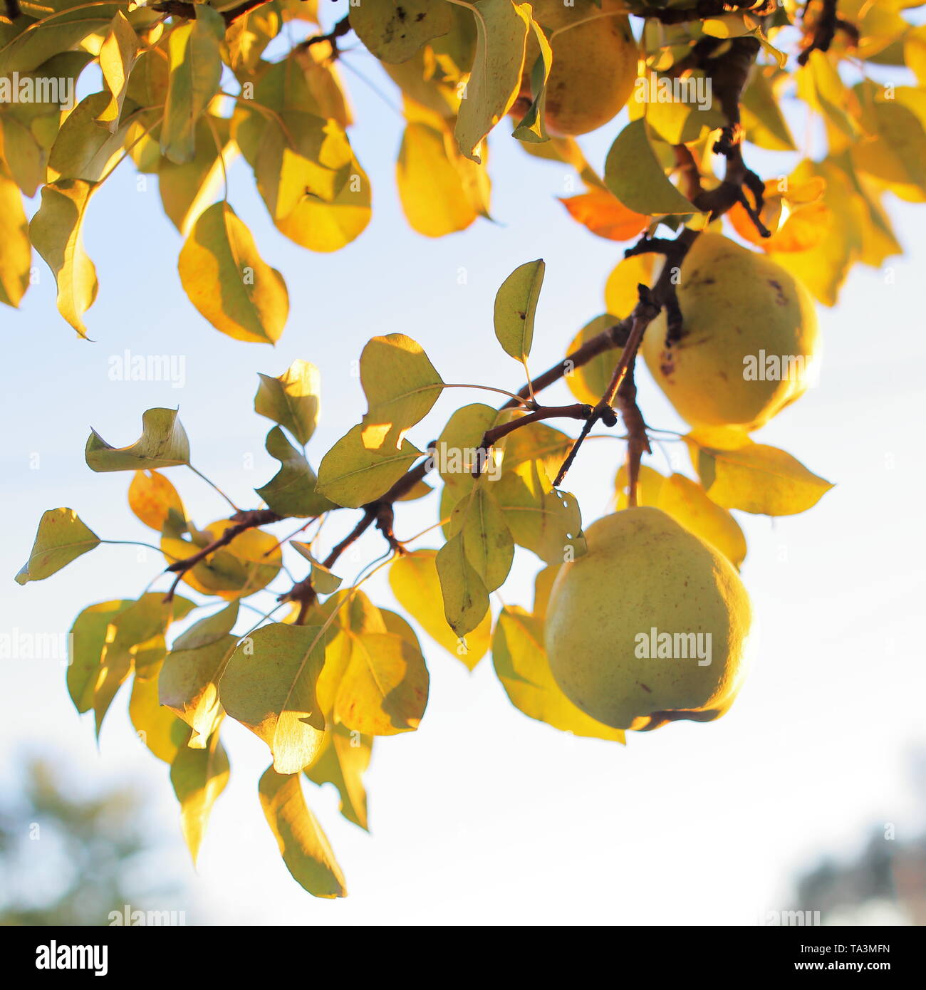 Evening sunlight on pear tree branch against a blue sky Stock Photo - Alamy