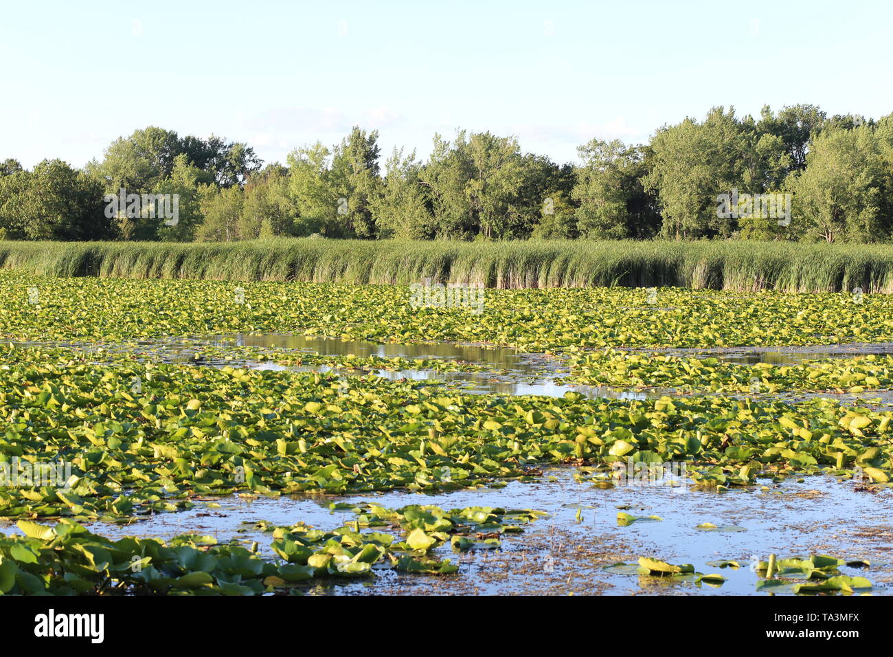 Freshwater marsh containing lily pads and cattails with trees in the ...