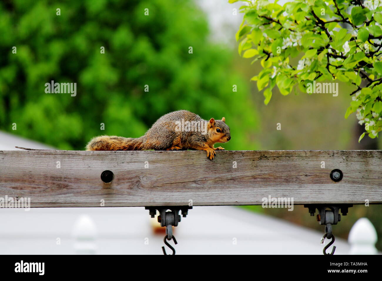 Squirrel on a swing hi-res stock photography and images - Alamy