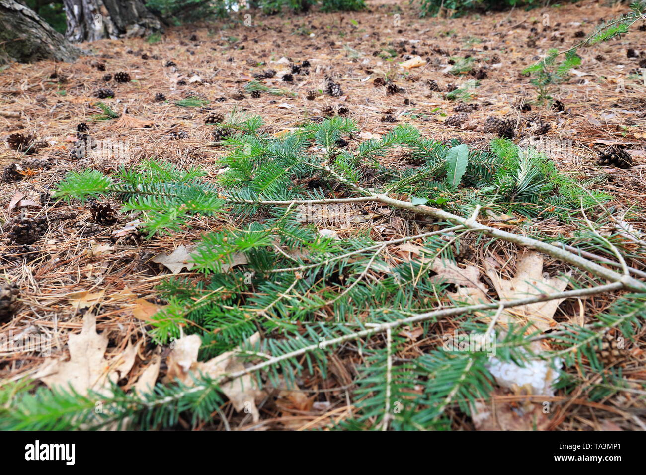 Low pine hi-res stock photography and images - Alamy