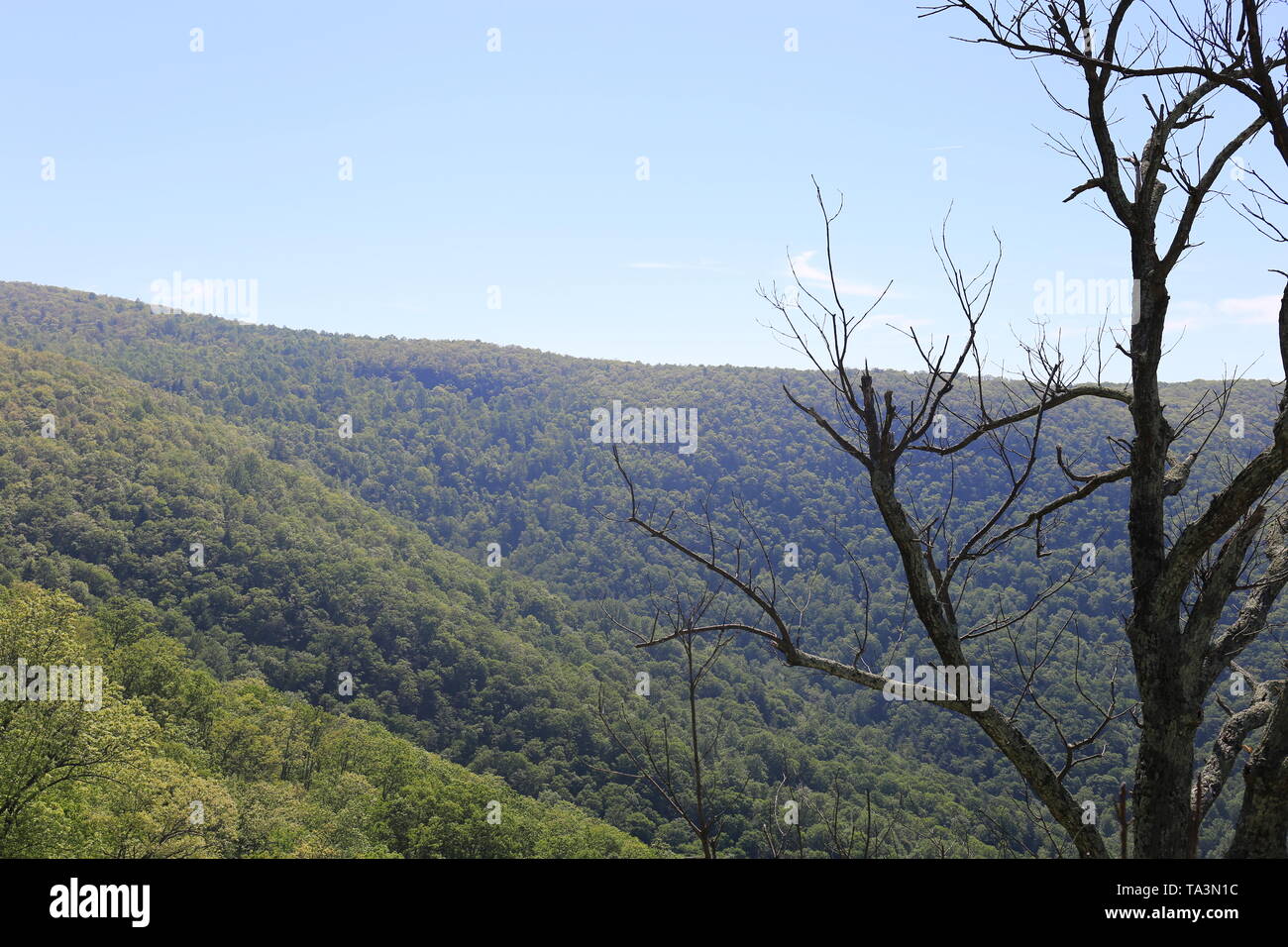 Scraggly dead tree hi-res stock photography and images - Alamy