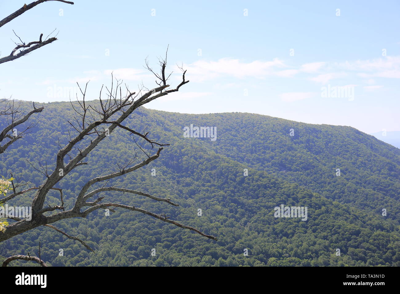 Dead tree blue ridge parkway hi-res stock photography and images - Alamy