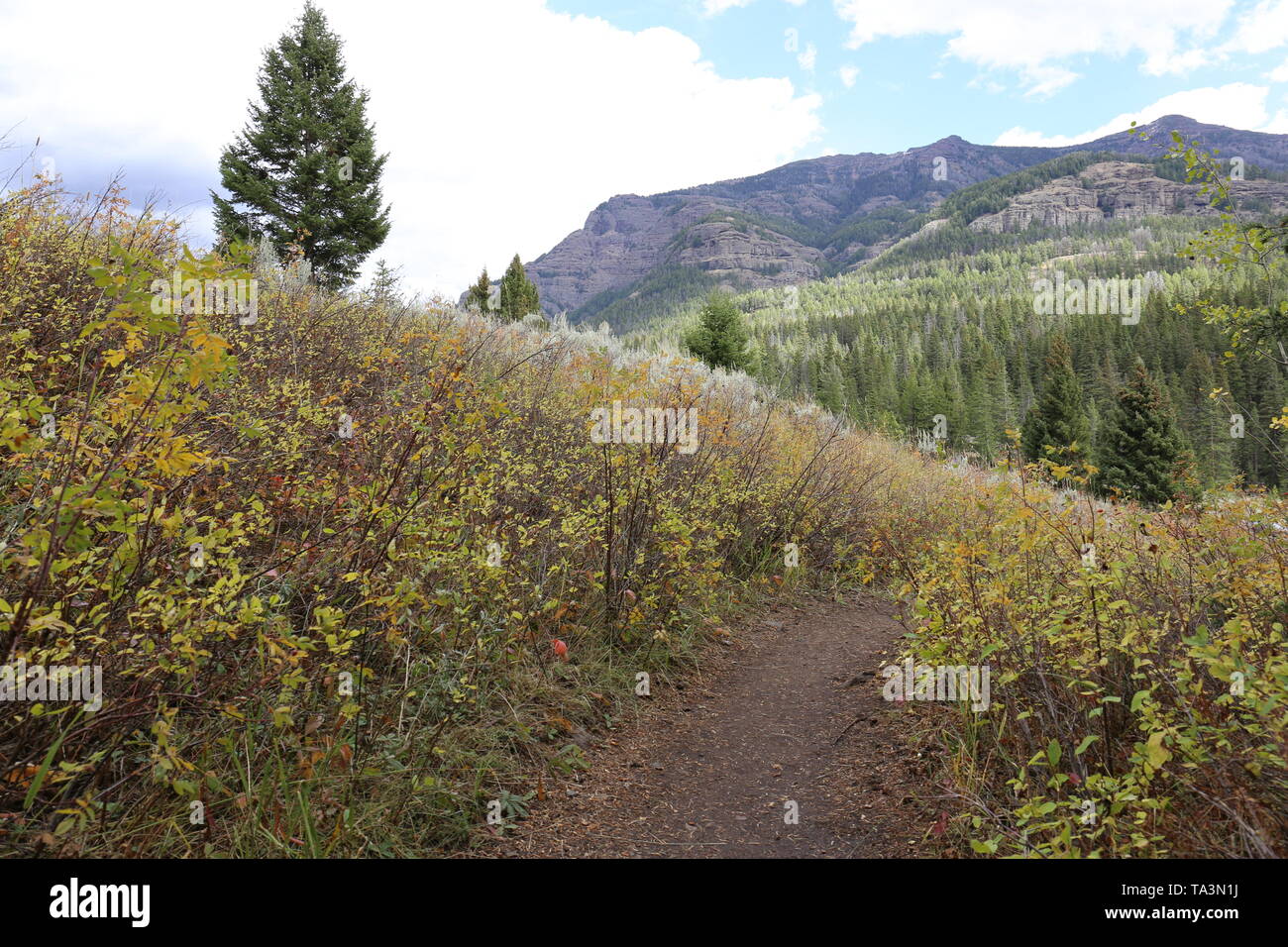 Yellowstone grass and mountains hi-res stock photography and images - Alamy