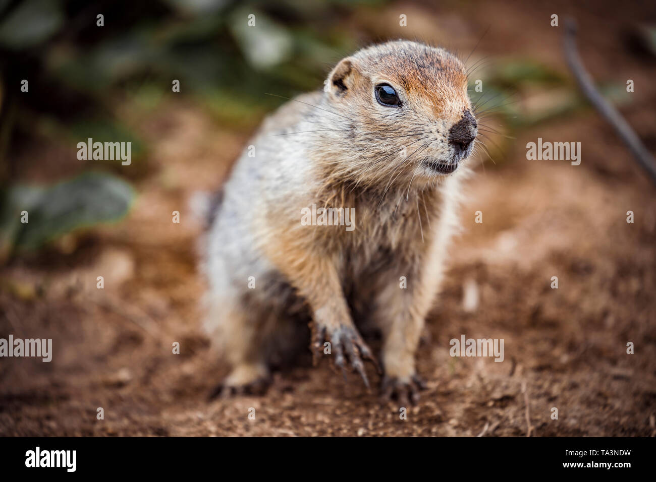 Cute funny gophers are eating,kamchatka peninsula,,Russia Stock Photo ...