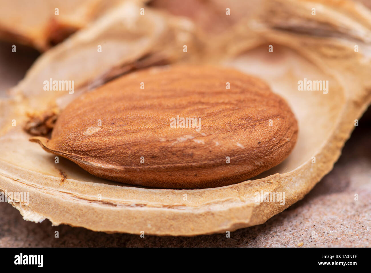 Dried Apricot Kernels (the seed of an apricot, often called a "stone ...