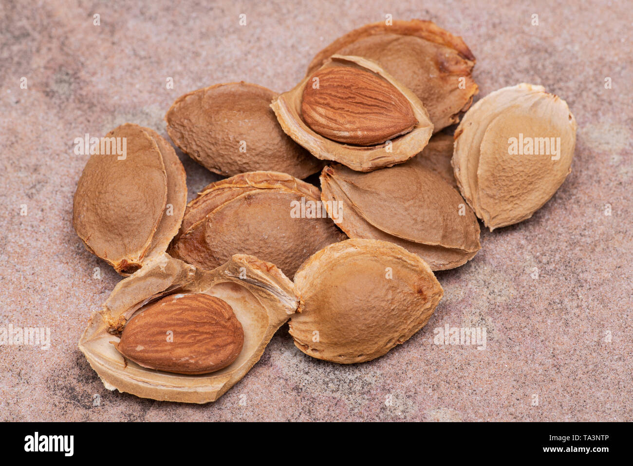 Dried Apricot Kernels (the seed of an apricot, often called a "stone ...