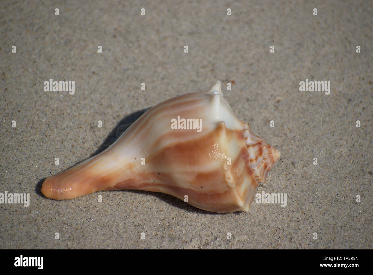 conk shell on the beach Stock Photo - Alamy