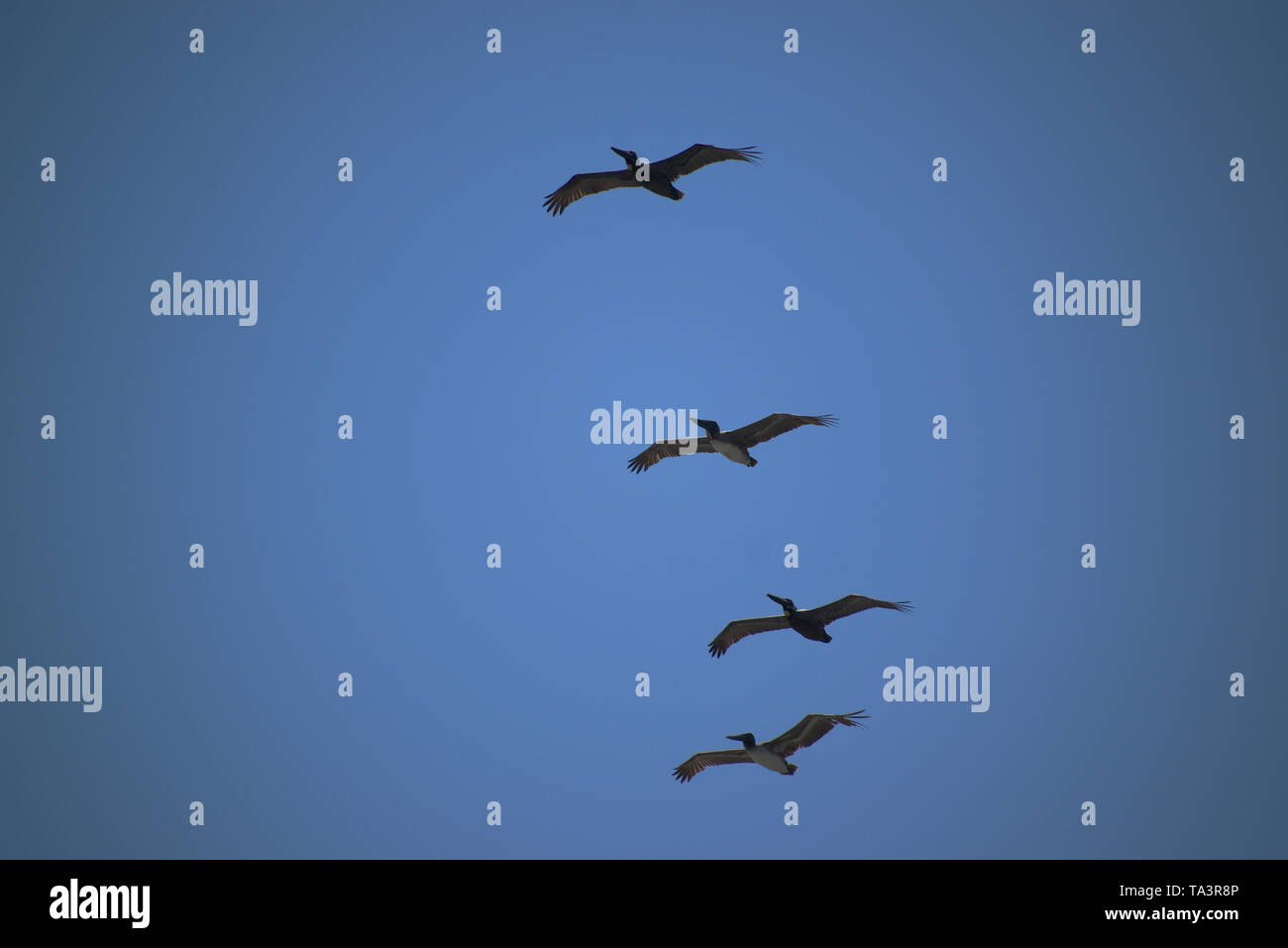 Formation wingspan hi-res stock photography and images - Alamy