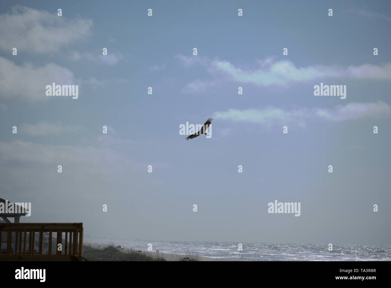 Bird soaring at the beach Stock Photo - Alamy