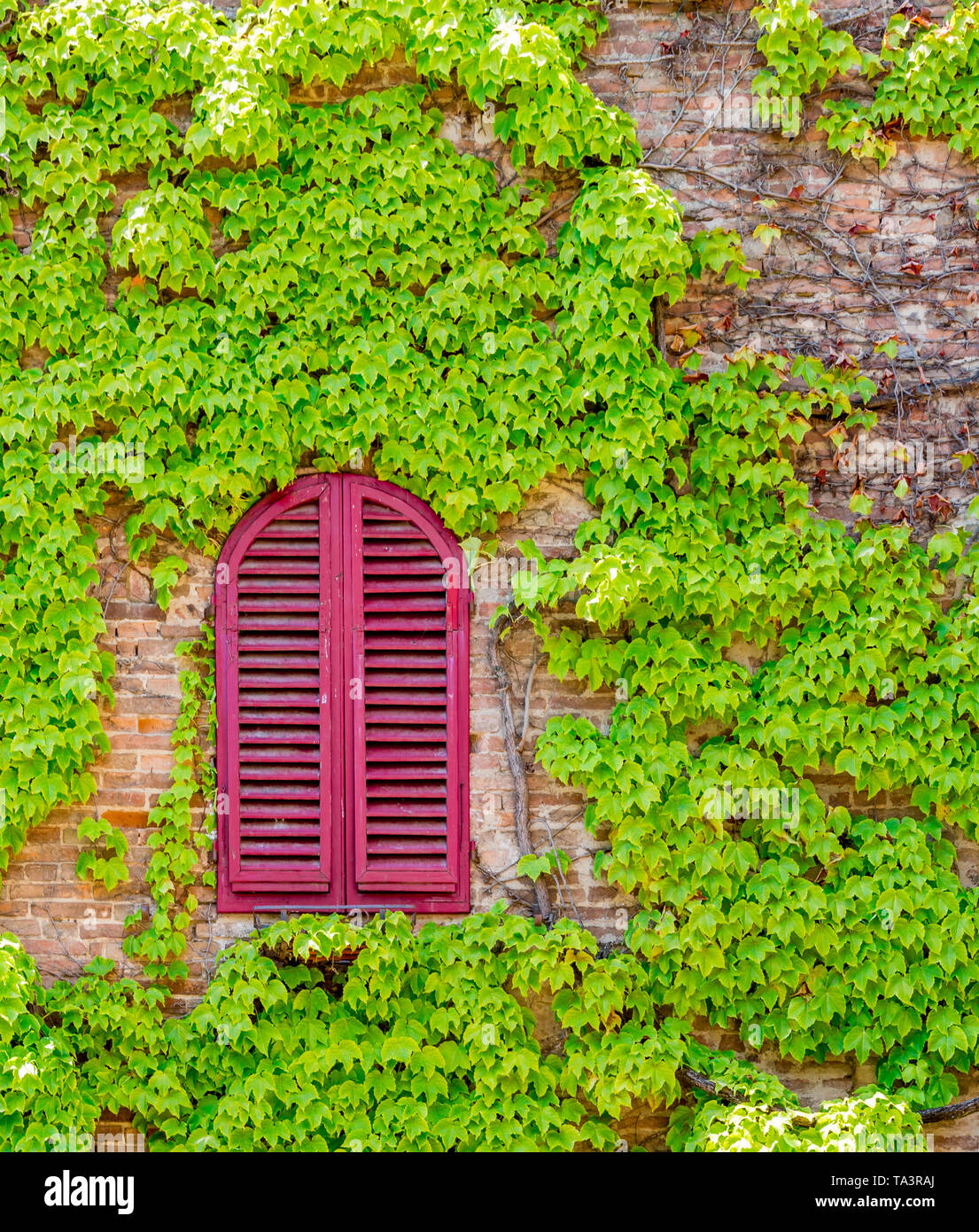 bright red shuttered window surrounded by green creeping vines over ...