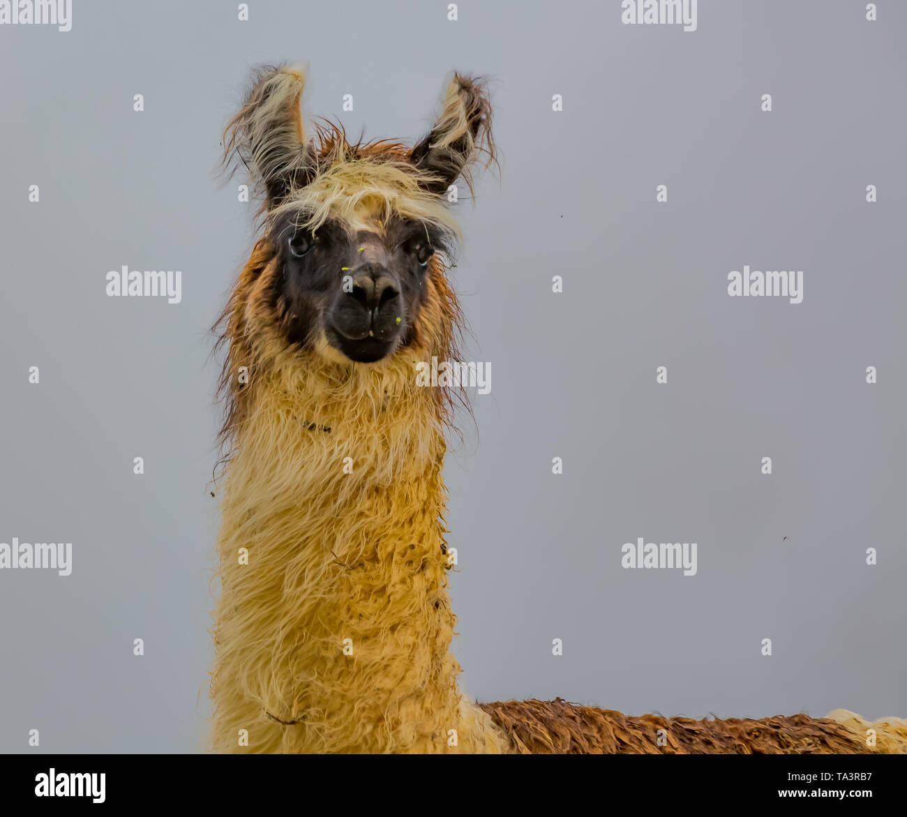 Llama shape hi-res stock photography and images - Alamy