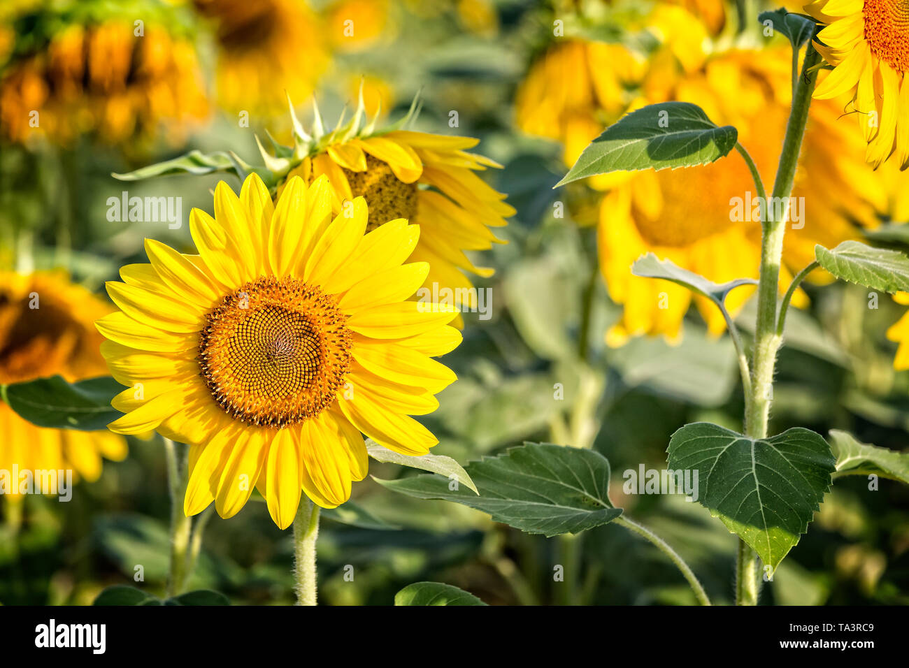 Tuscan landscape sunflowers hi-res stock photography and images - Alamy
