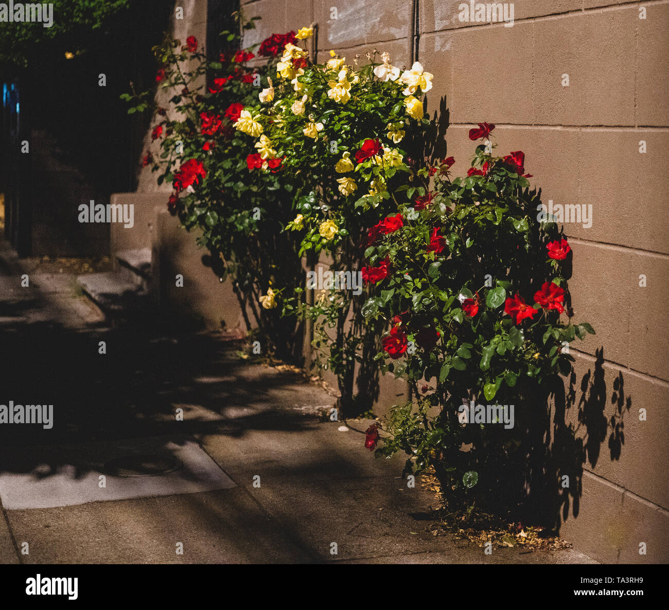 Illuminata hi-res stock photography and images - Alamy