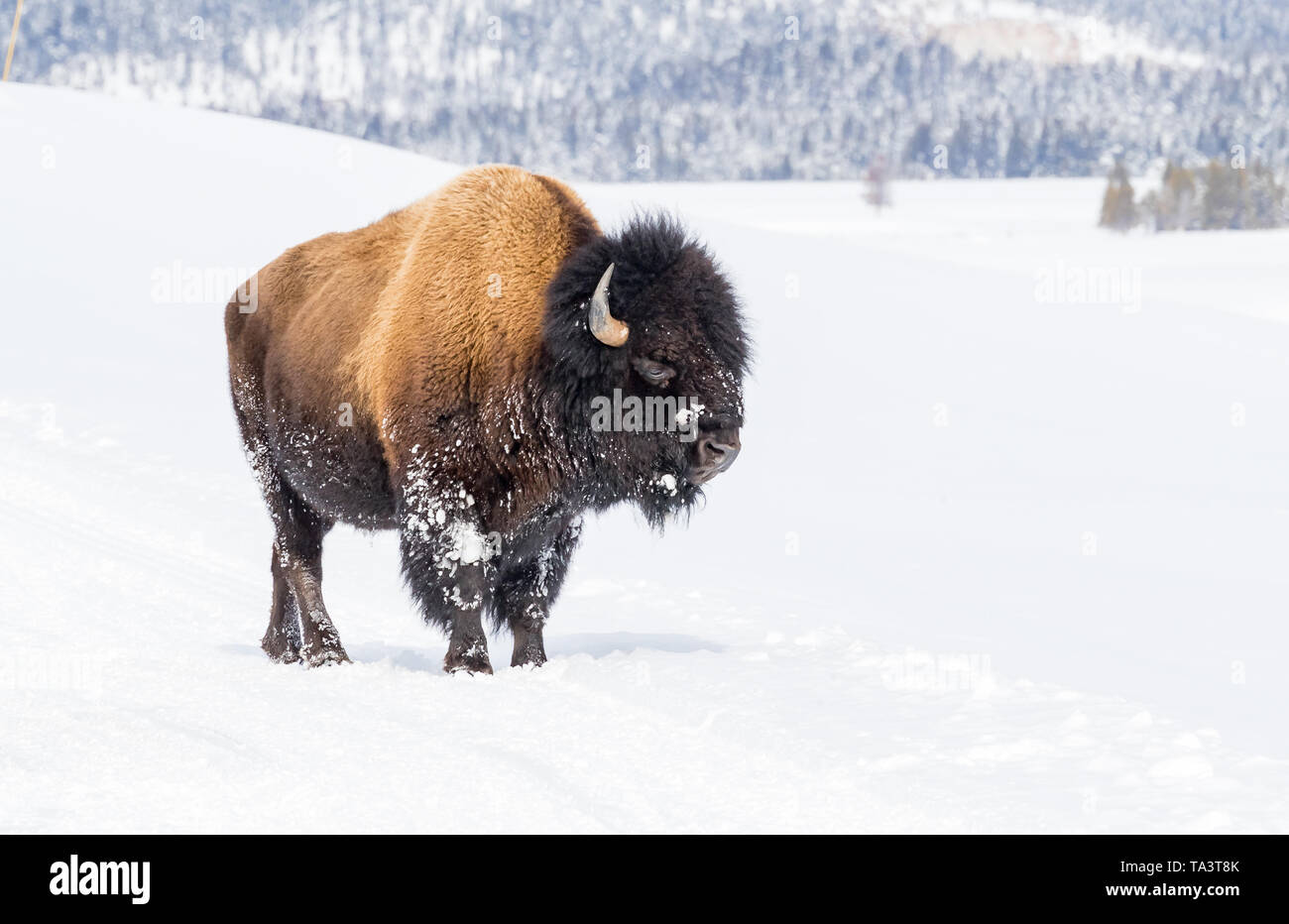 Bison covered in frost hi-res stock photography and images - Alamy