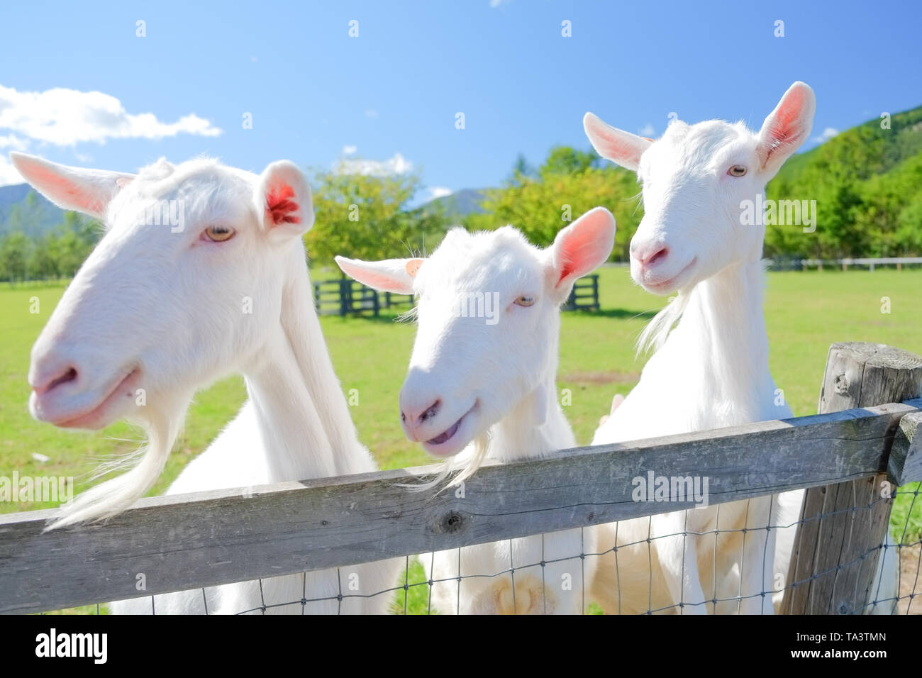 Goat in Ranch Stock Photo - Alamy