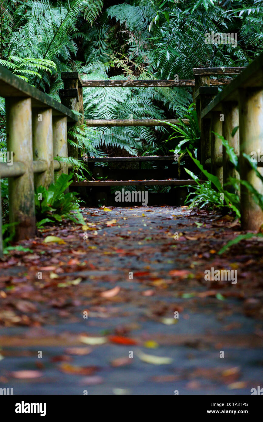 Image of jungle path hi-res stock photography and images - Alamy