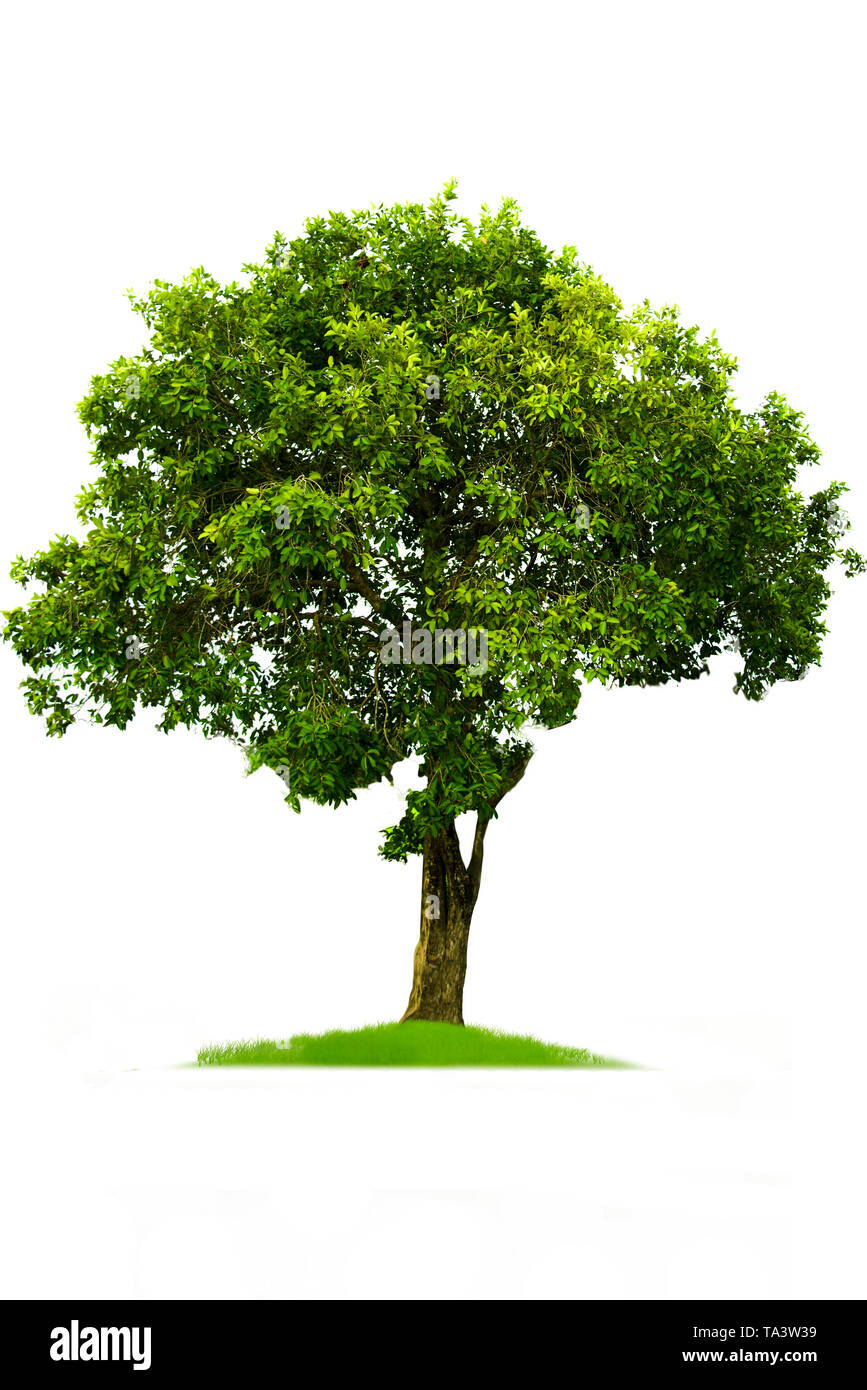 Green tree, beautiful white backdrop Stock Photo - Alamy