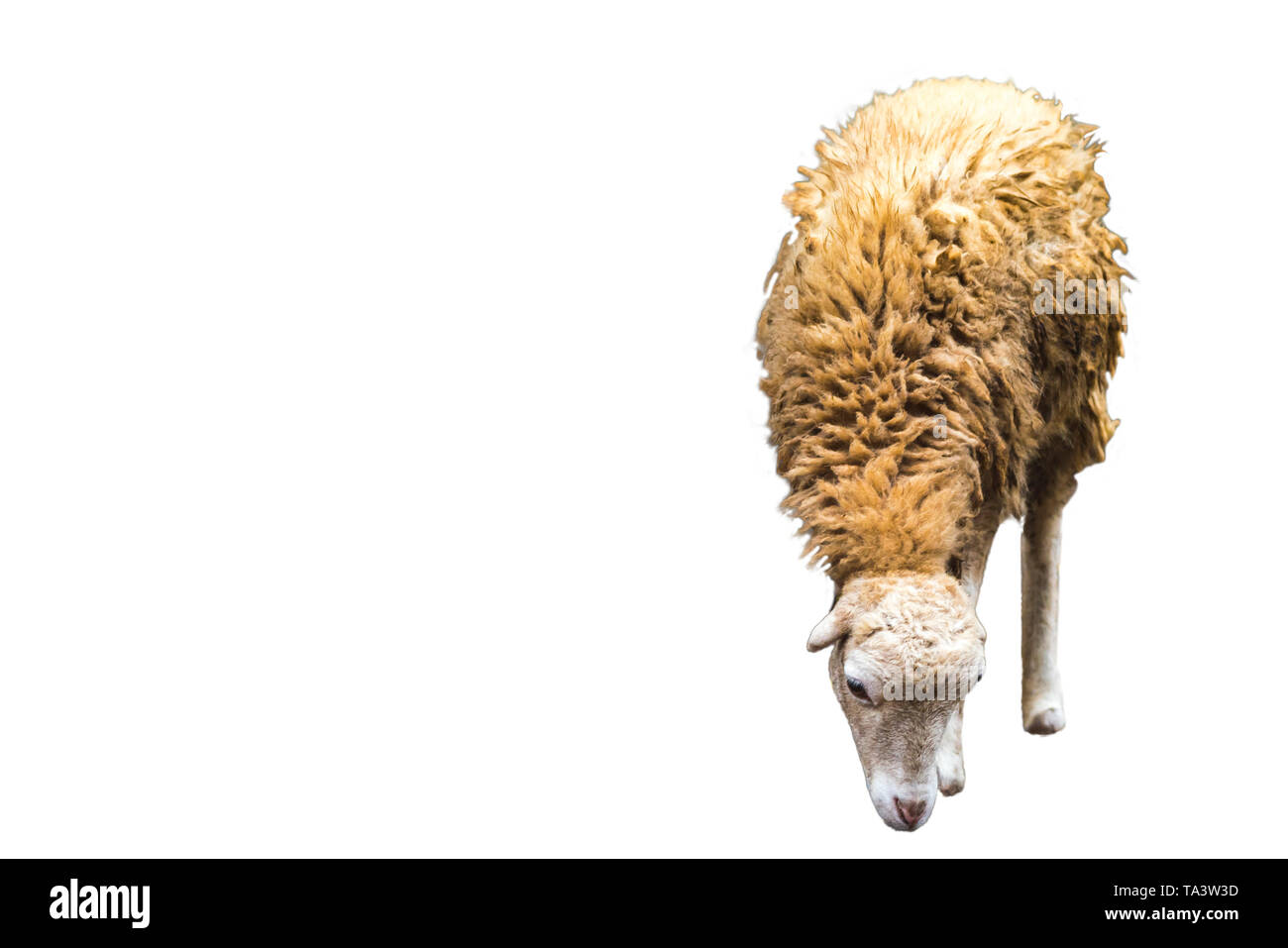 Sheep on a white background, suitable for photo editing Stock Photo - Alamy