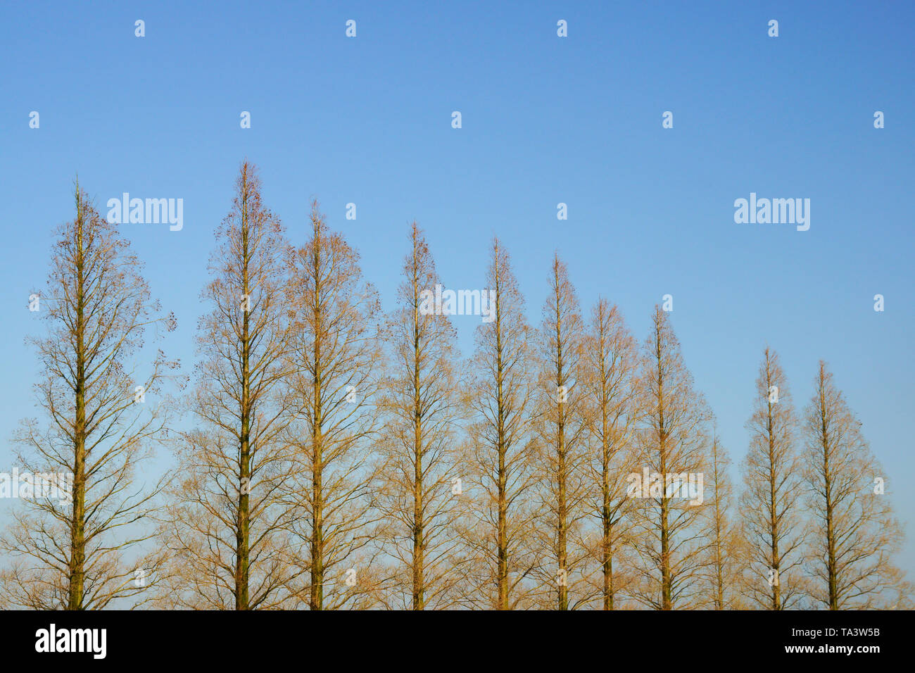 Redwood cedar trees hi-res stock photography and images - Alamy