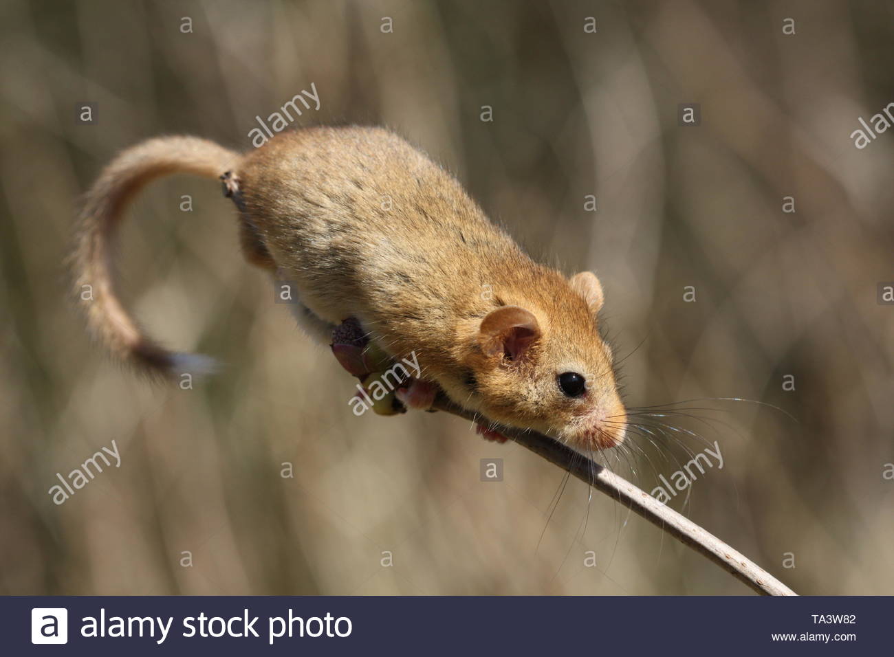 Doormouse High Resolution Stock Photography and Images - Alamy