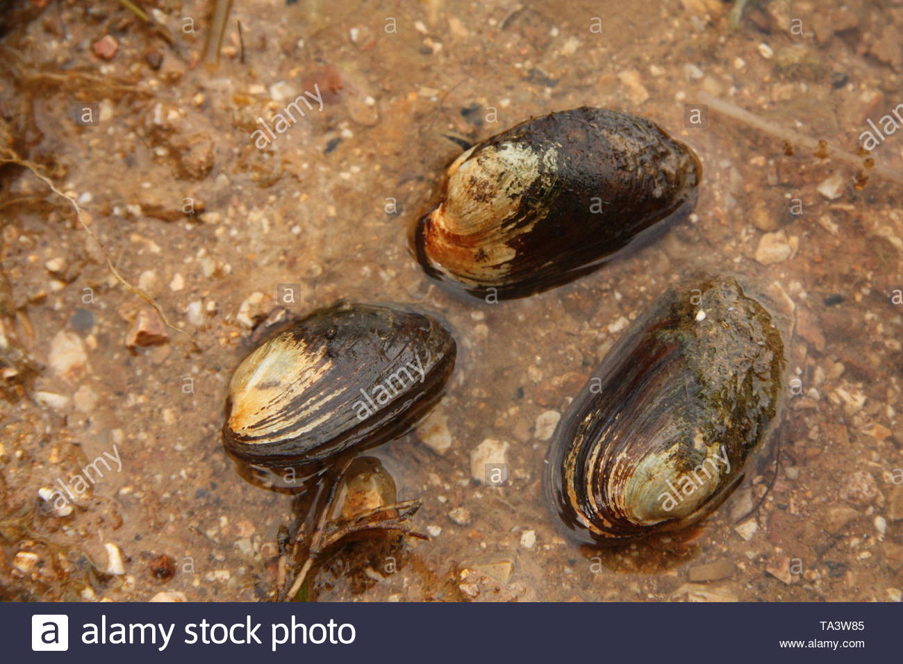 River Mussel High Resolution Stock Photography and Images - Alamy