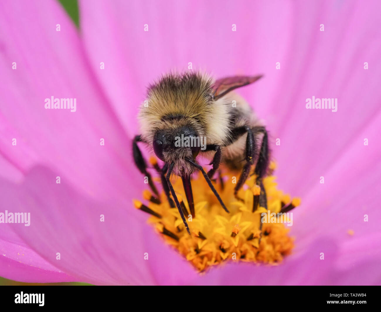 Bees and cosmos Stock Photo - Alamy