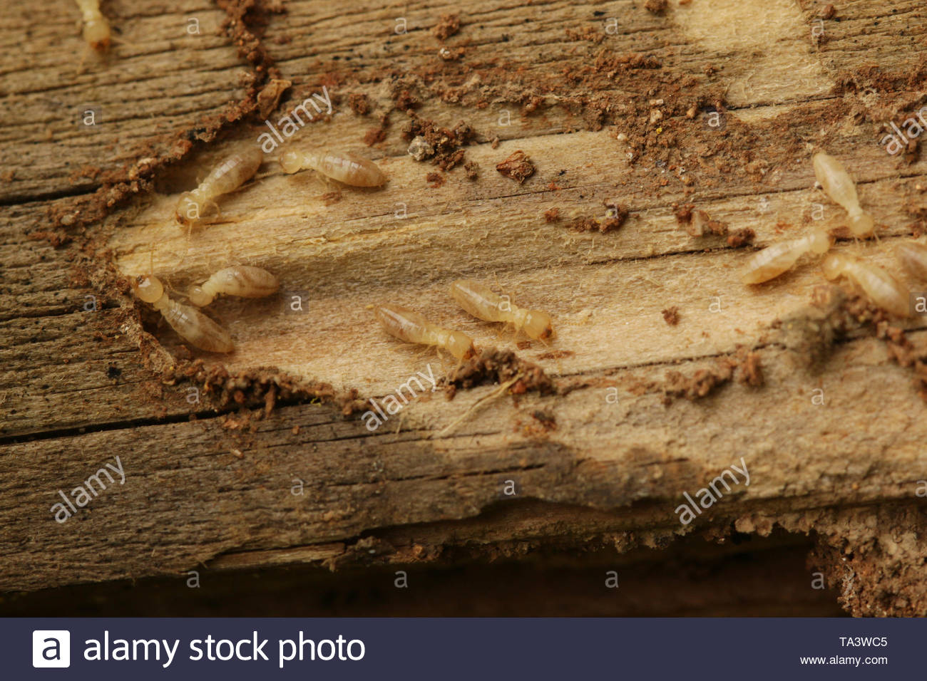 Infestation Termites Stock Photos & Infestation Termites Stock Images ...