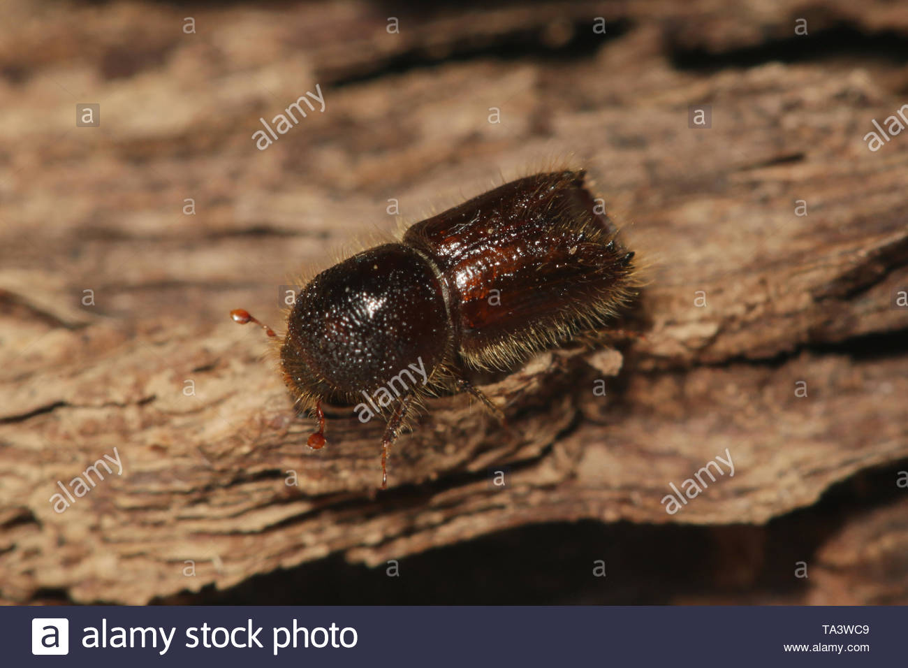 Spruce Bark Beetle Stock Photos & Spruce Bark Beetle Stock Images - Alamy
