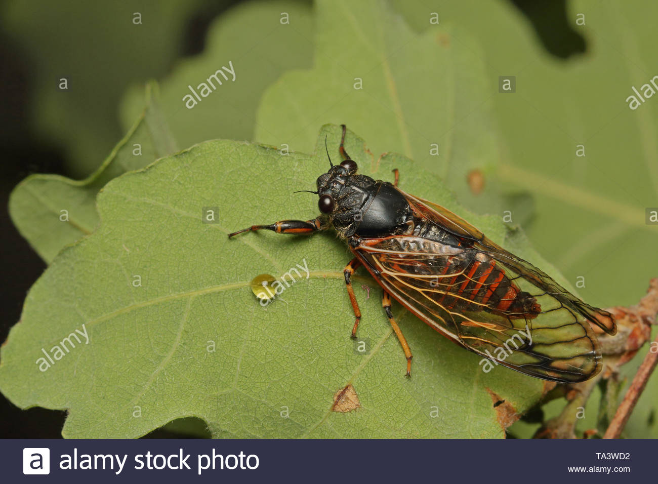 Hemiptera Cicadidae High Resolution Stock Photography and Images - Alamy