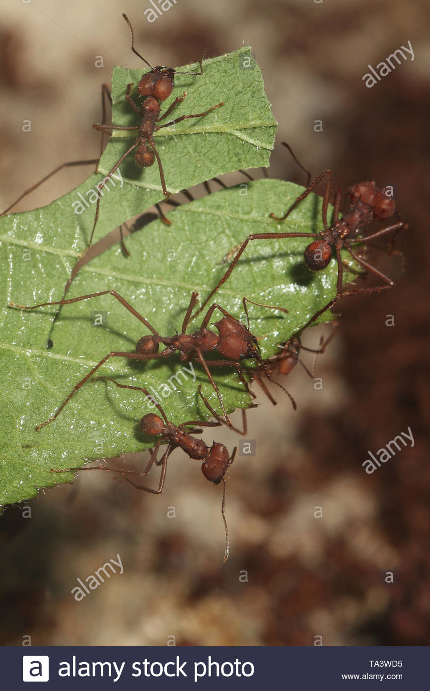 Leaf Cutter Ants Rainforest High Resolution Stock Photography and ...