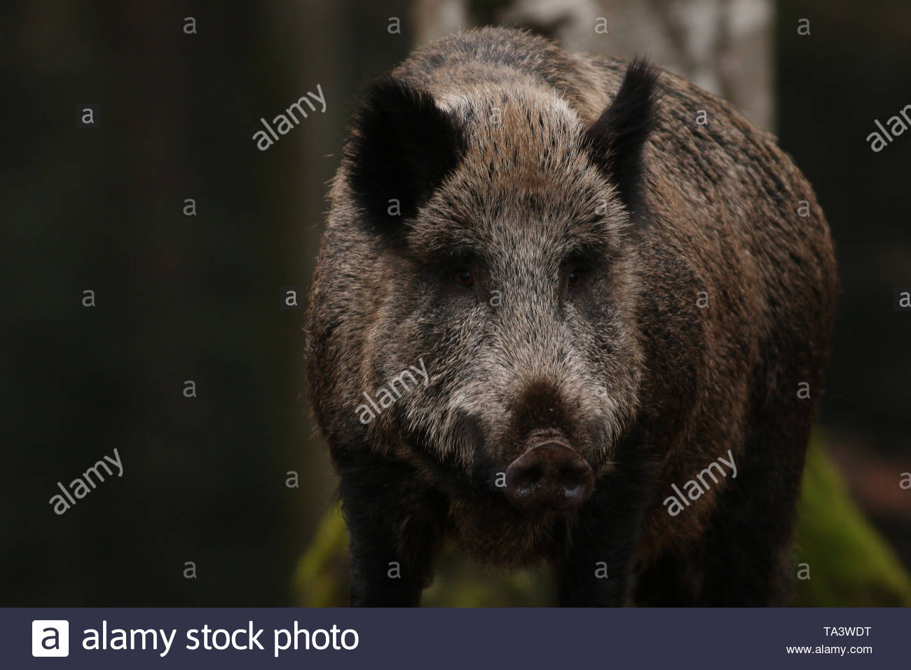 Asian Wild Boars High Resolution Stock Photography and Images - Alamy
