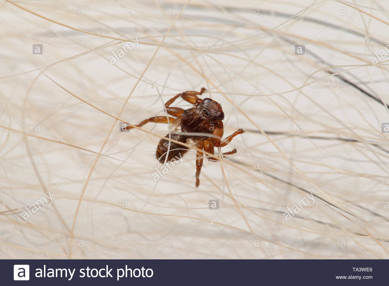 Louse Flies Stock Photos & Louse Flies Stock Images - Alamy