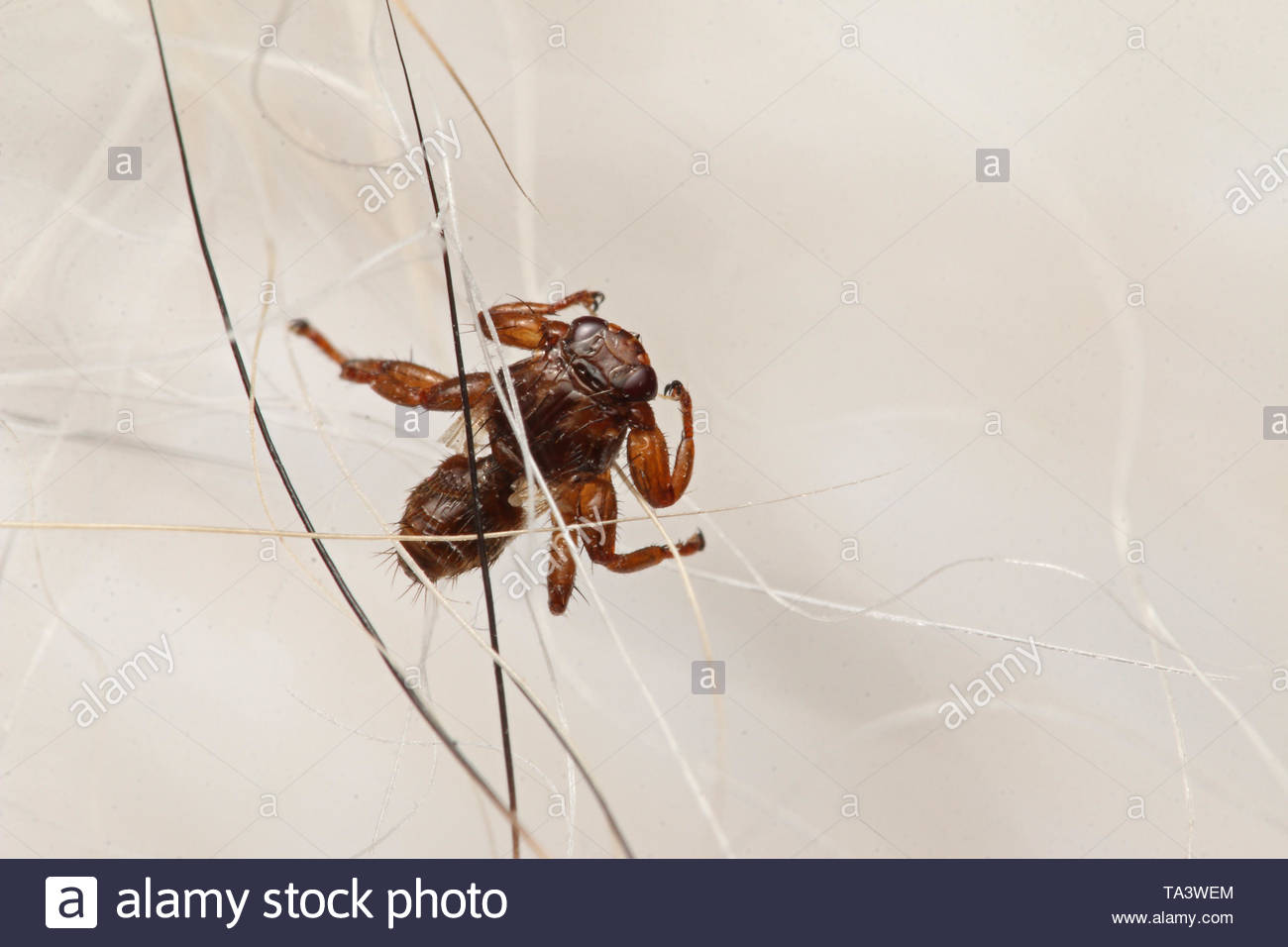 Louse Flies Stock Photos & Louse Flies Stock Images - Alamy