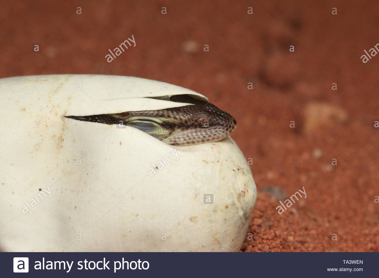 Baby Monitor Lizard High Resolution Stock Photography and Images - Alamy