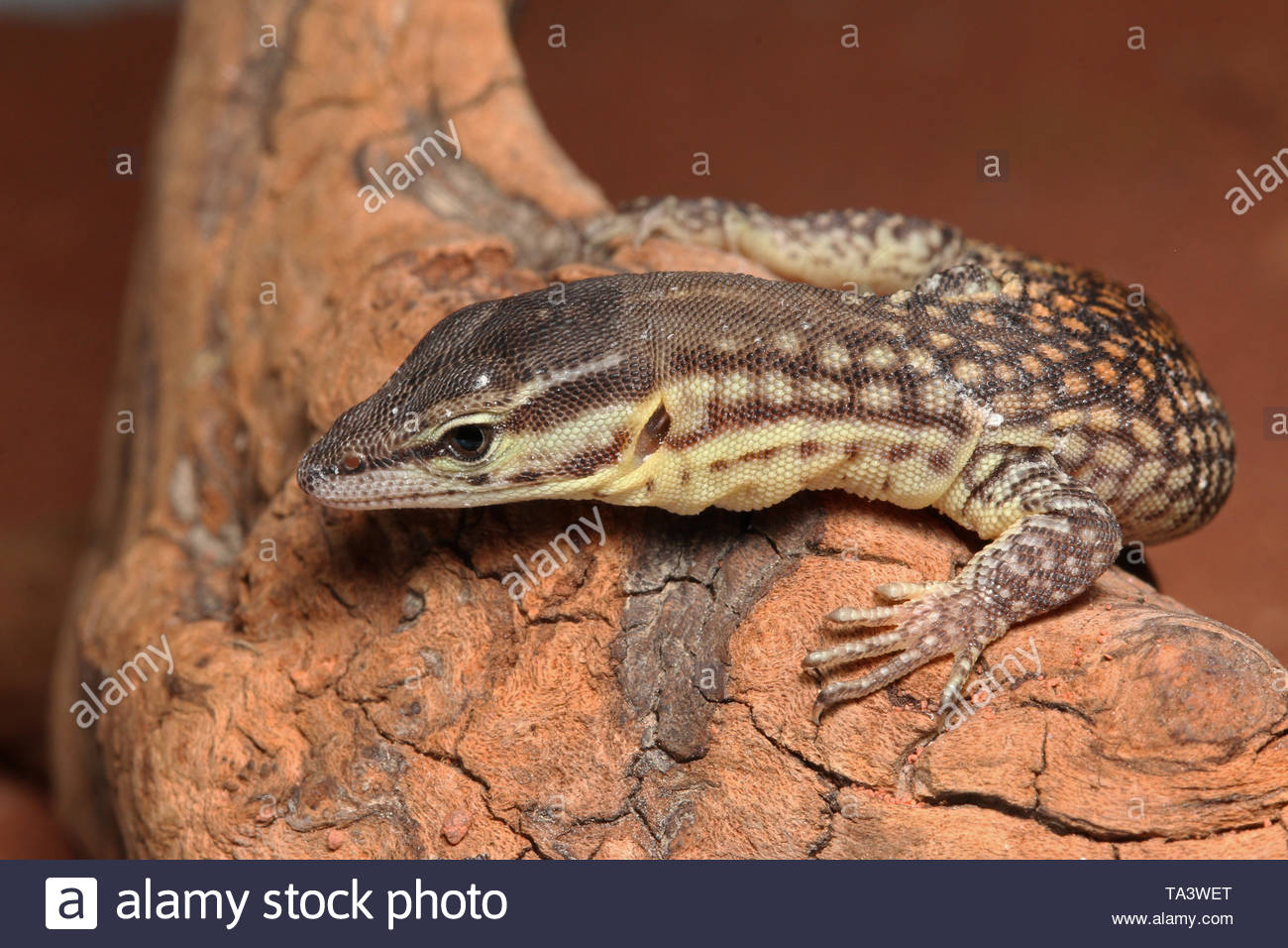 Spiny Tail High Resolution Stock Photography and Images - Alamy