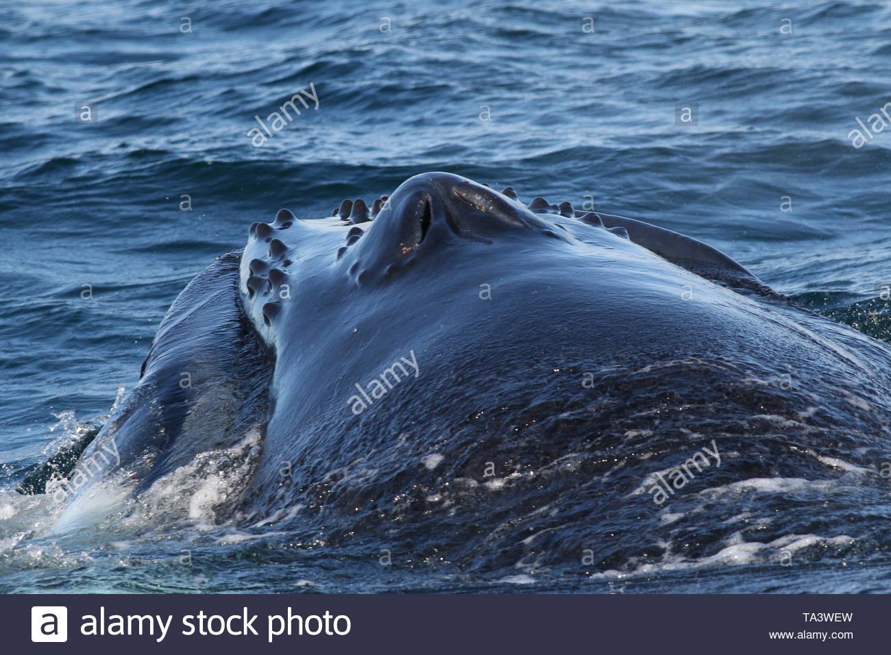 Arctic Humpback Whale Stock Photos & Arctic Humpback Whale Stock Images ...