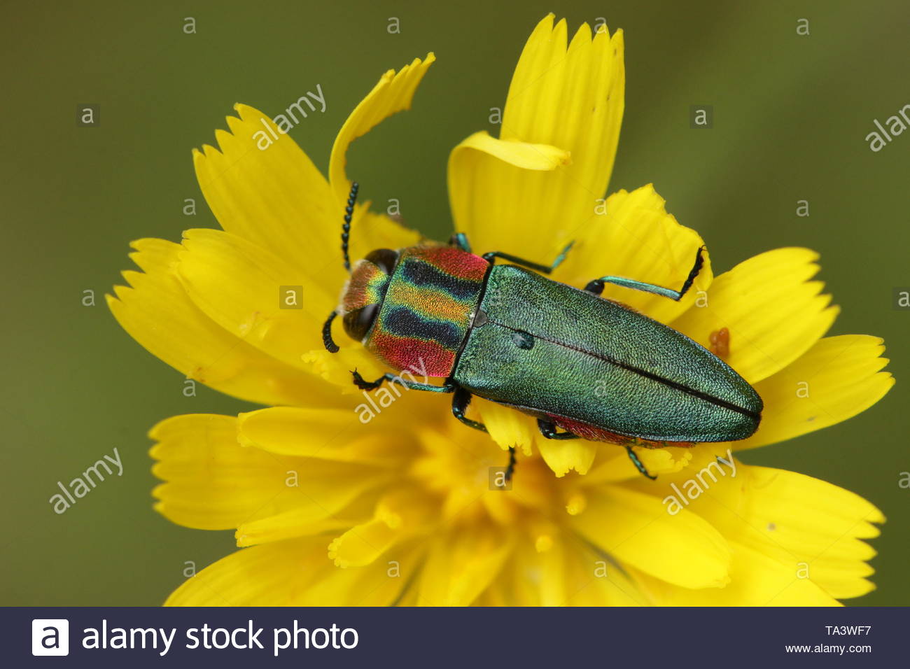 Flying Jewel High Resolution Stock Photography and Images - Alamy