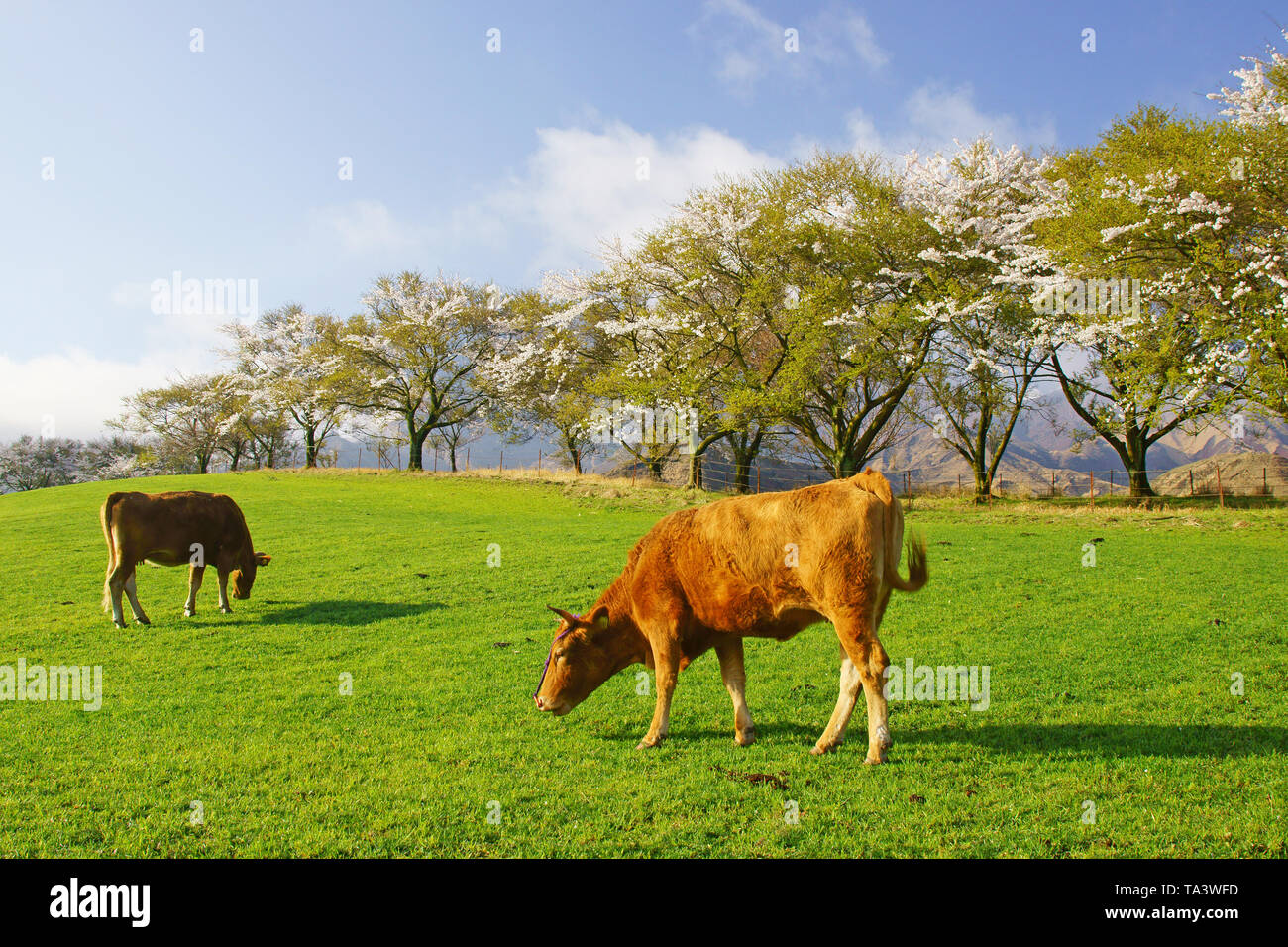 Ranch in Aso, Kumamoto Prefecture, Japan Stock Photo - Alamy