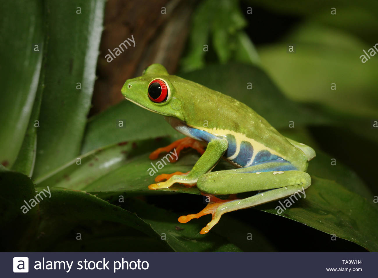 Large Amazon Rainforest Frog High Resolution Stock Photography and ...