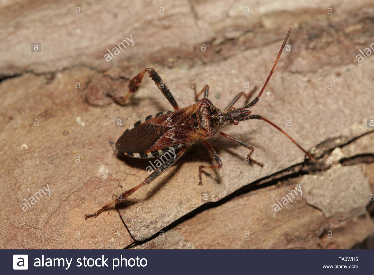 Alien Invasive Species High Resolution Stock Photography and Images - Alamy