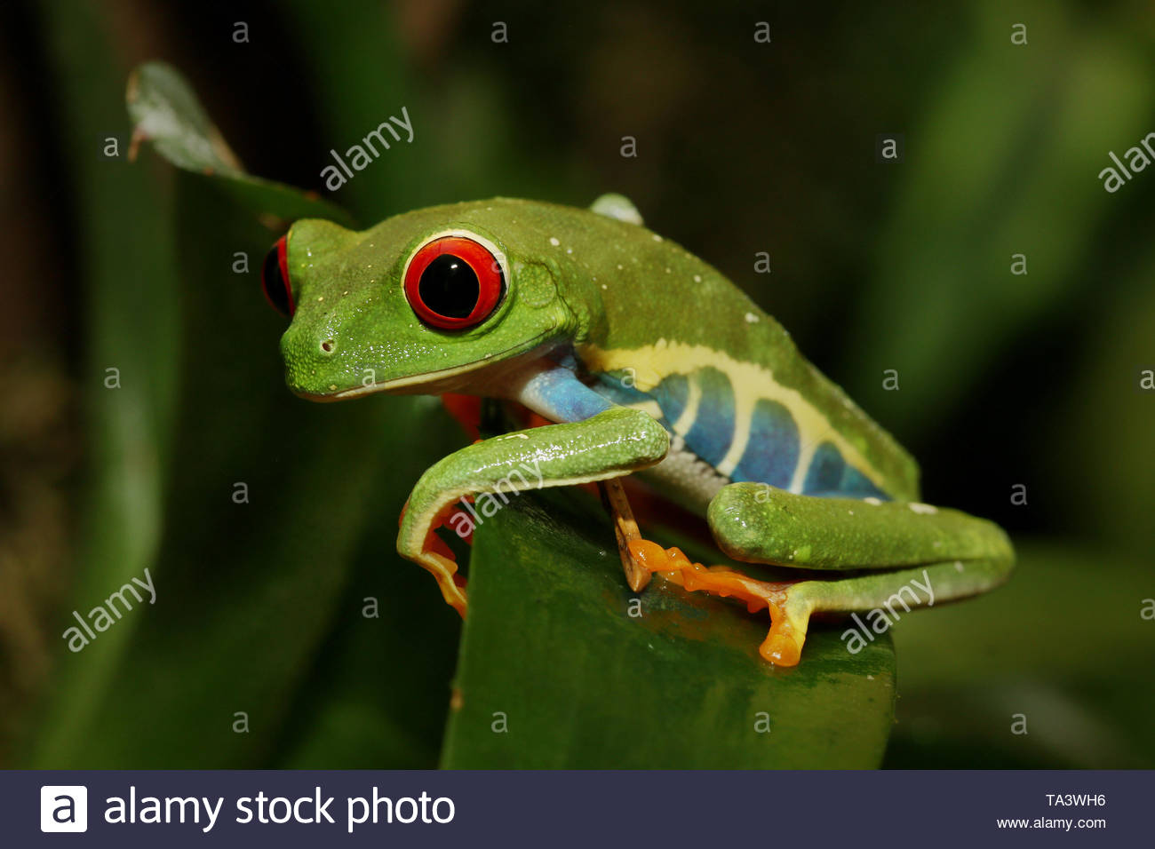 Large Amazon Rainforest Frog High Resolution Stock Photography and ...