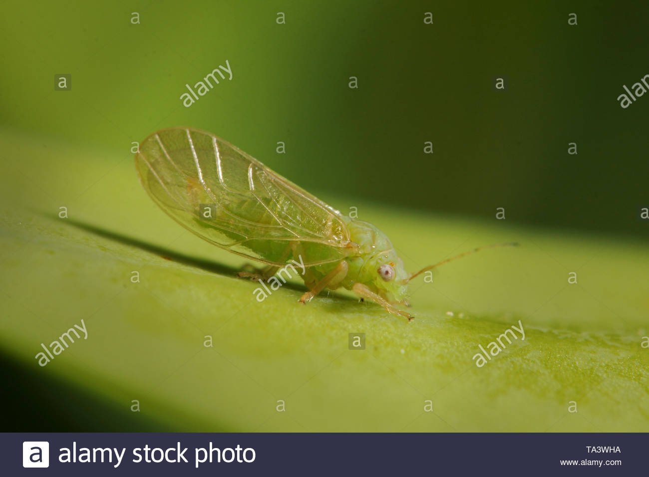 Psylla Stock Photos & Psylla Stock Images - Alamy