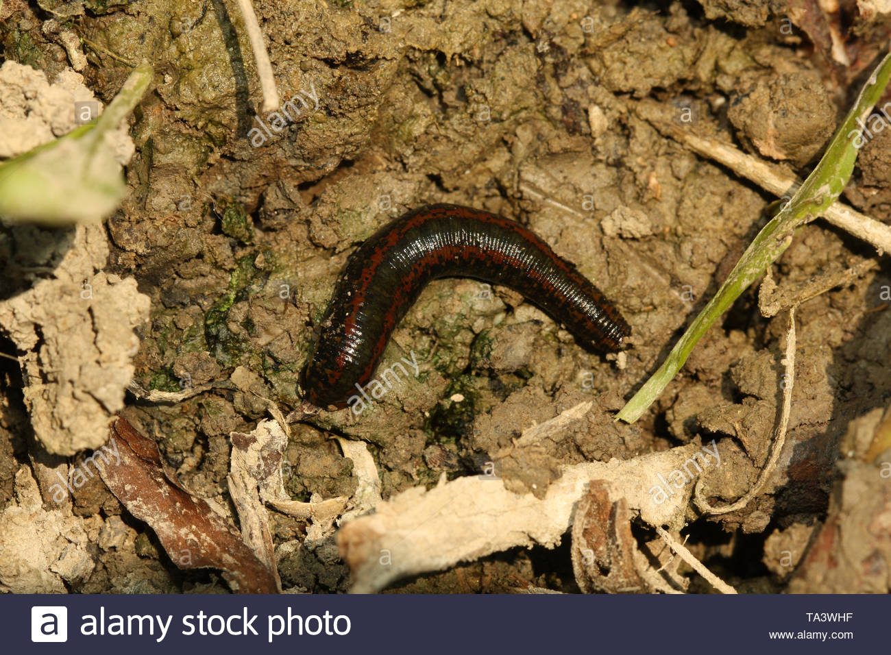 Hirudo High Resolution Stock Photography and Images - Alamy